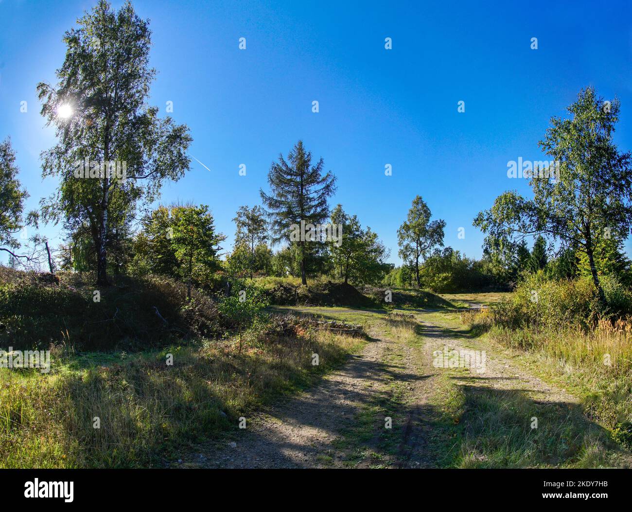 Holzturm im wald hi-res stock photography and images - Alamy