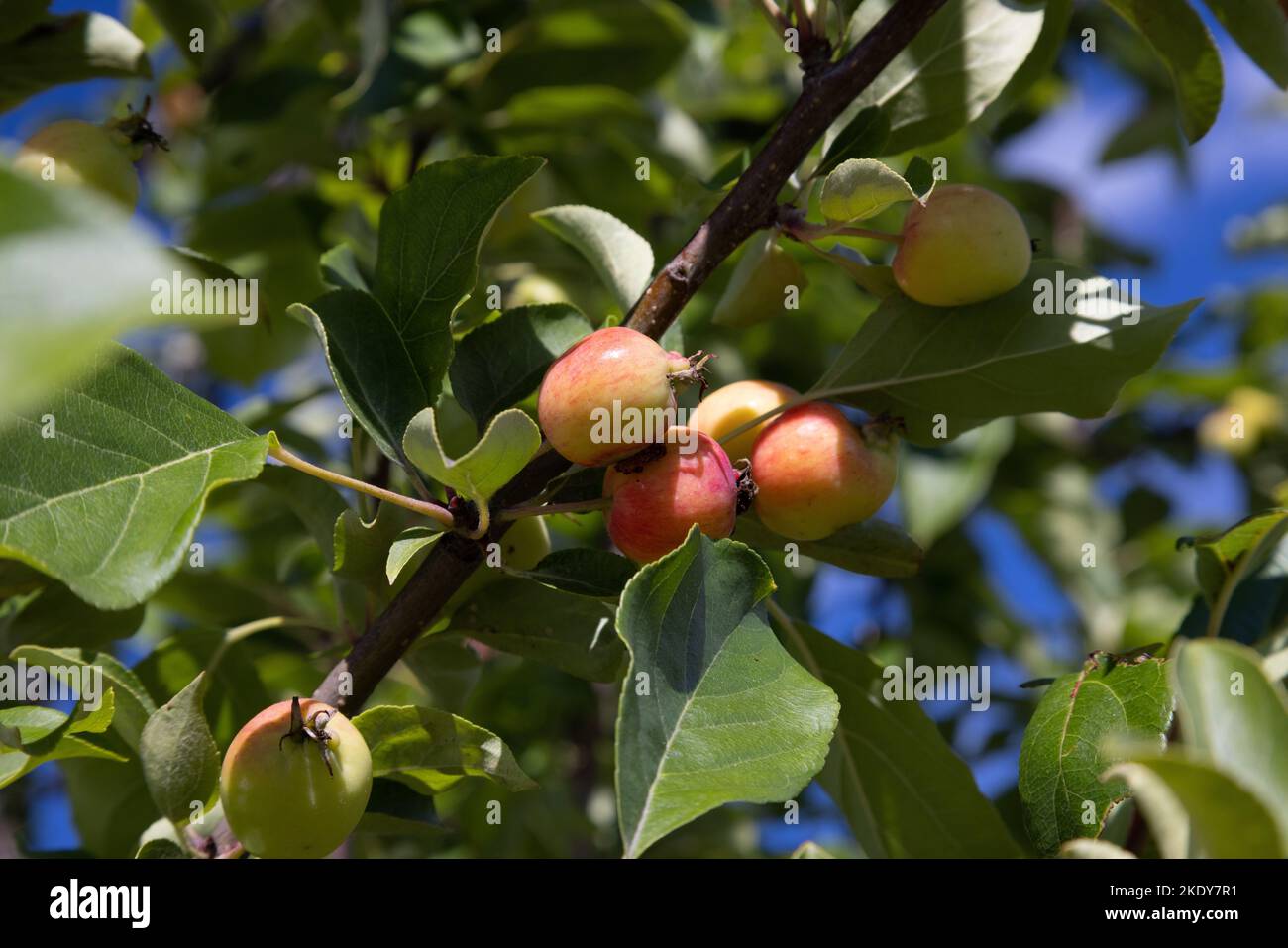 The big red apples grow on a tree on a blurred background of leaves ...