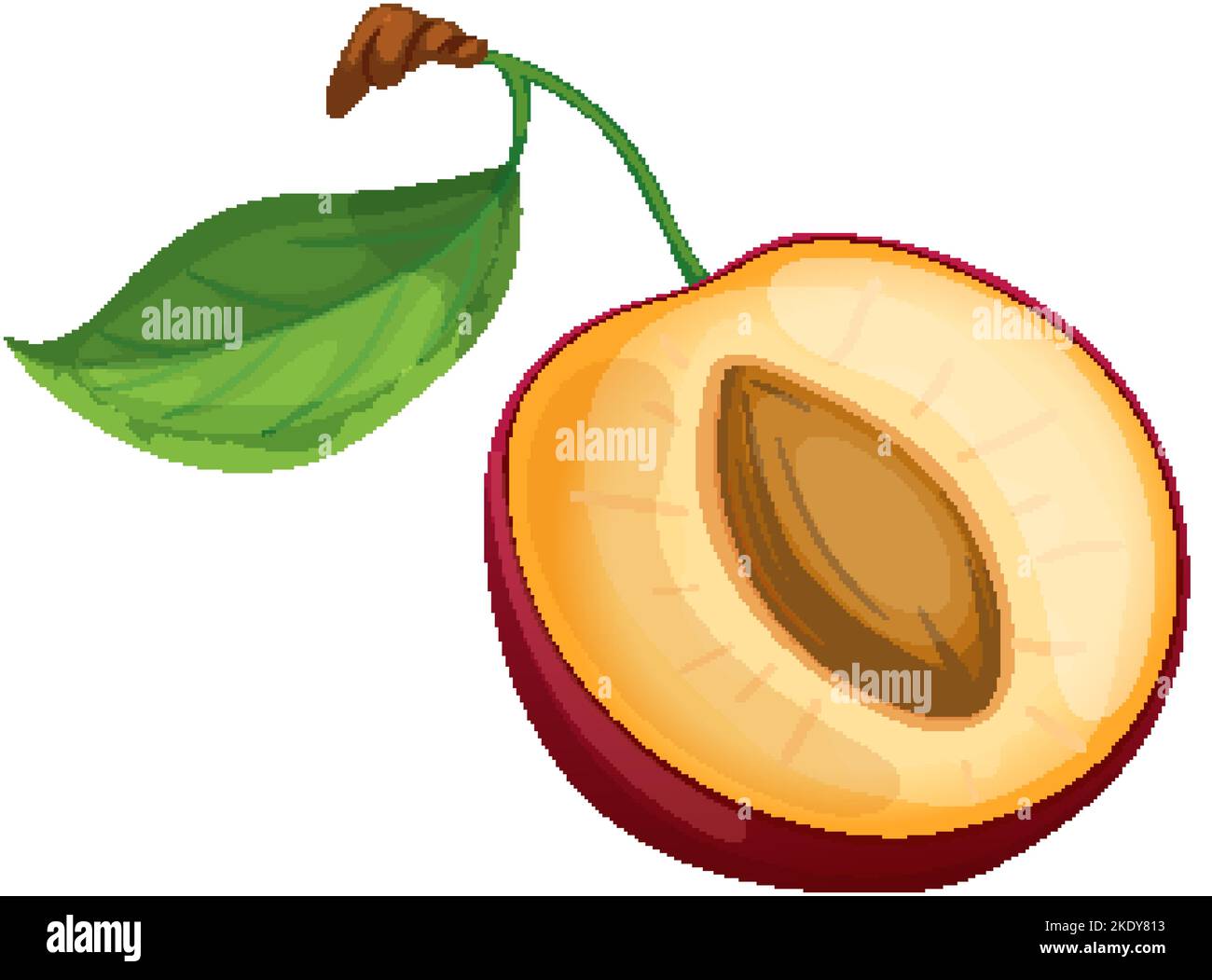 cut plum cartoon vector illustration Stock Vector Image & Art - Alamy
