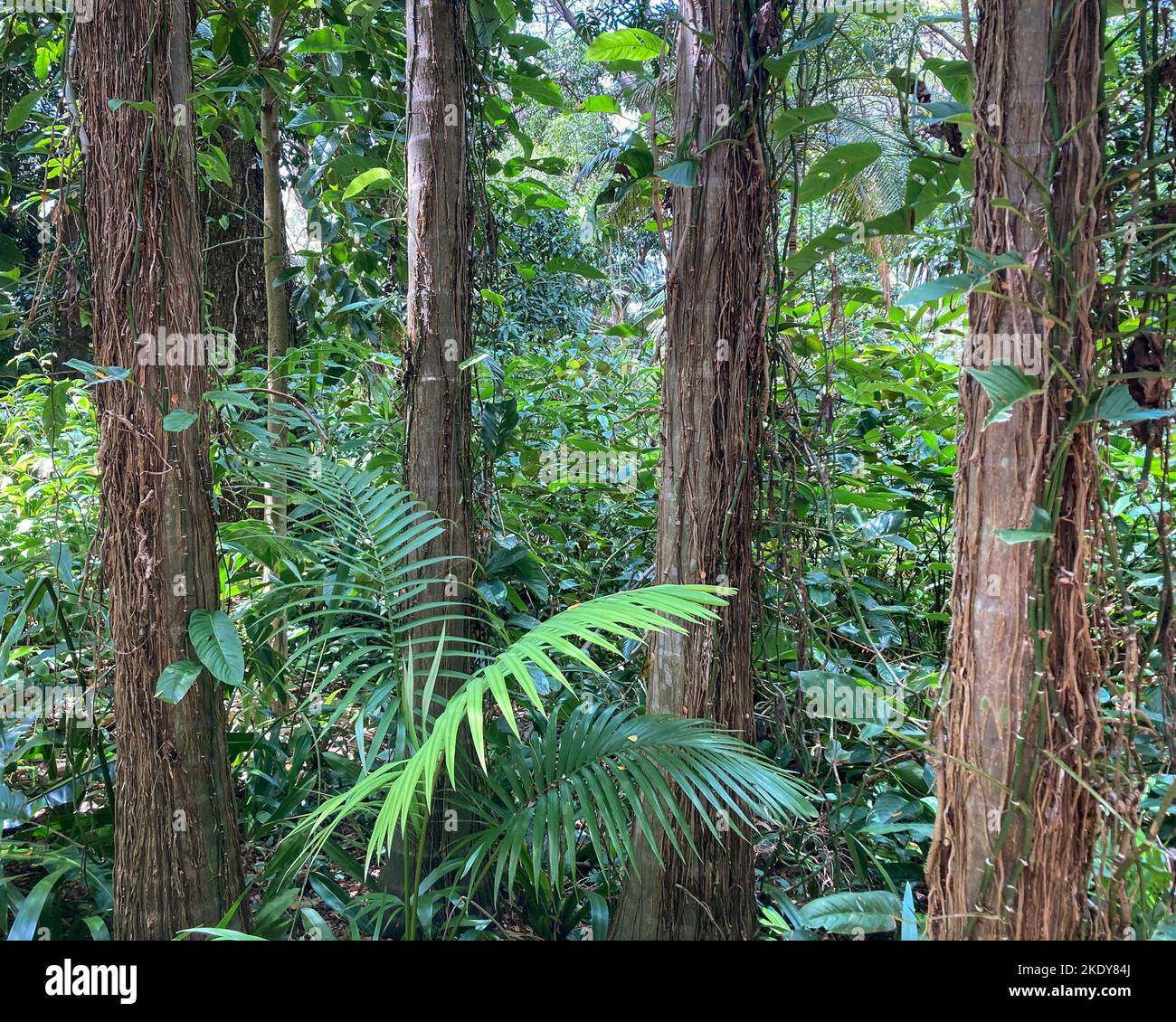 The view of tree trunks in the Palmetum botanical gardens with green ...