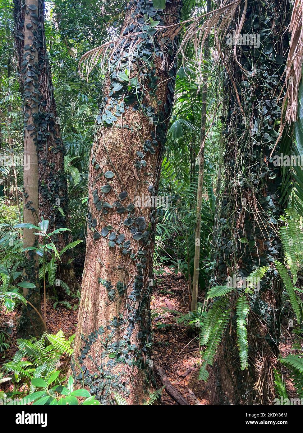 The vertical view of tree trunks in a botanical forest with green leafy ...