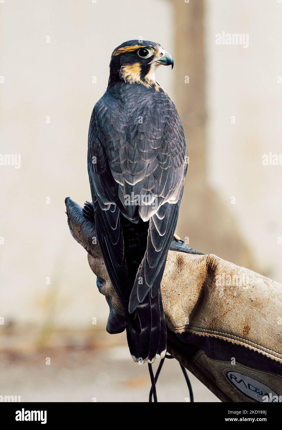 A vertical shot of an Aplomado falcon (Falco femoralis) resting on a ...