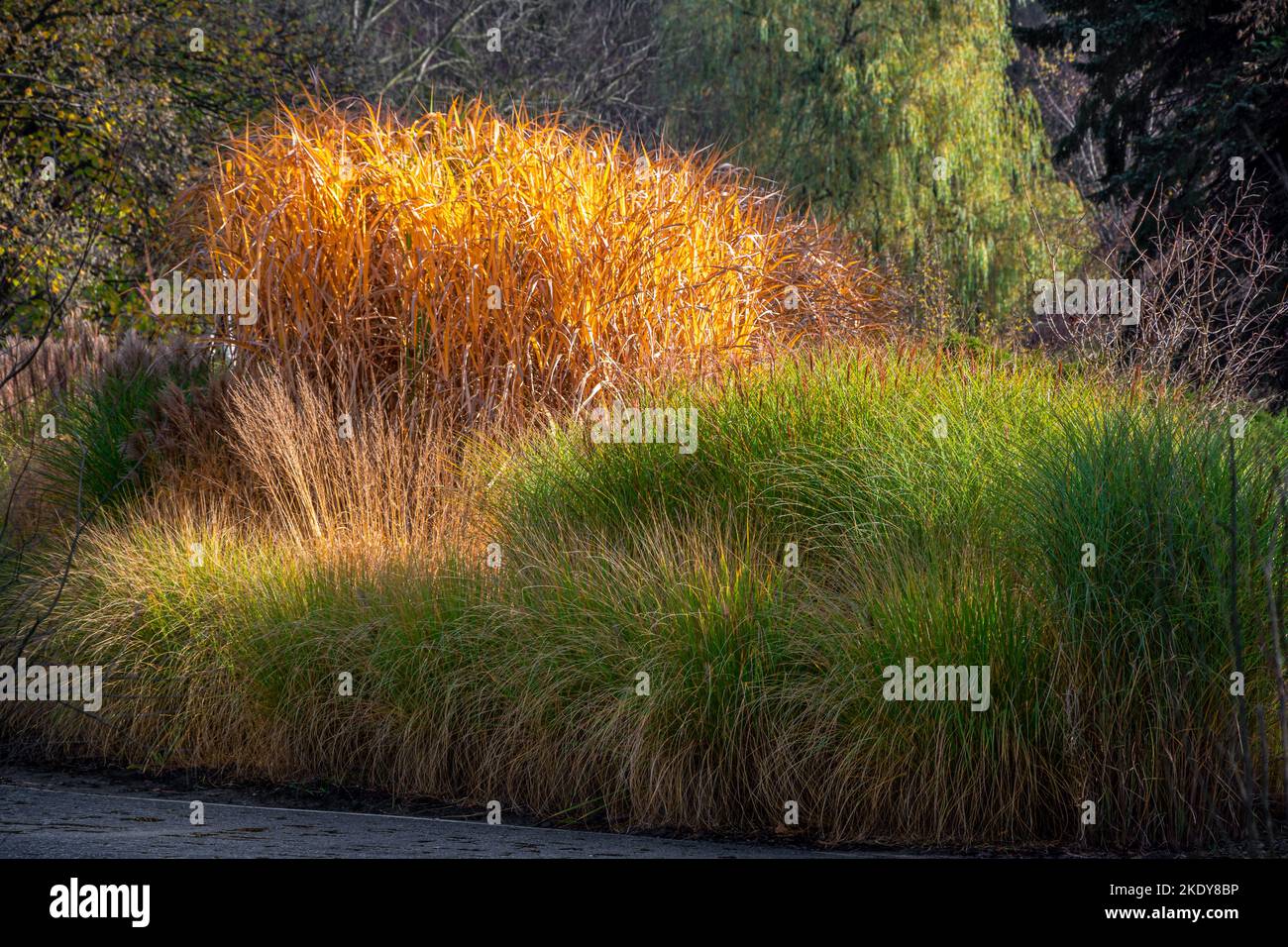 Composition of groups of ornamental grass in the time of autumn ...