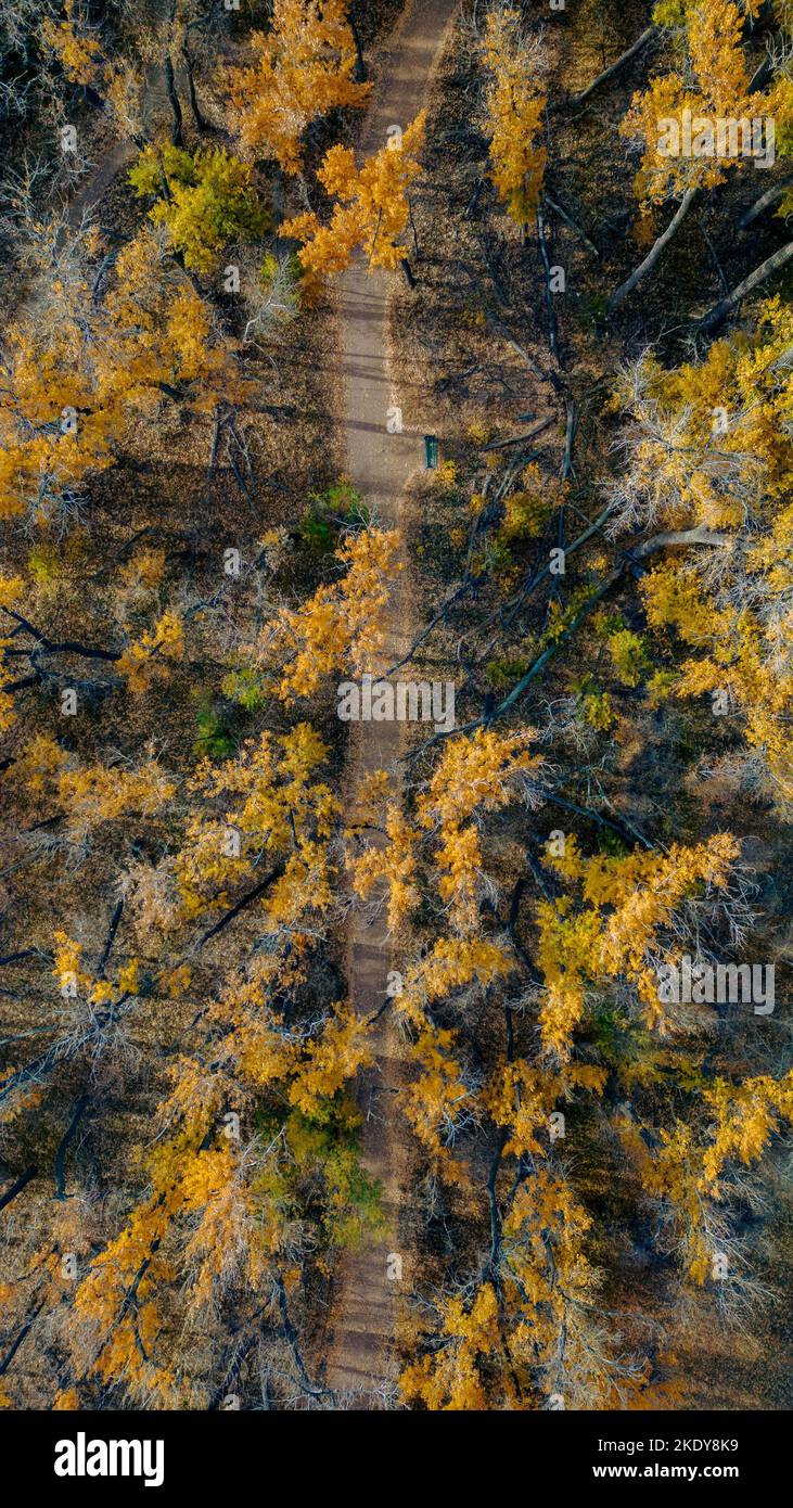 The vertical top view of a pathway with trees on an autumn day in ...