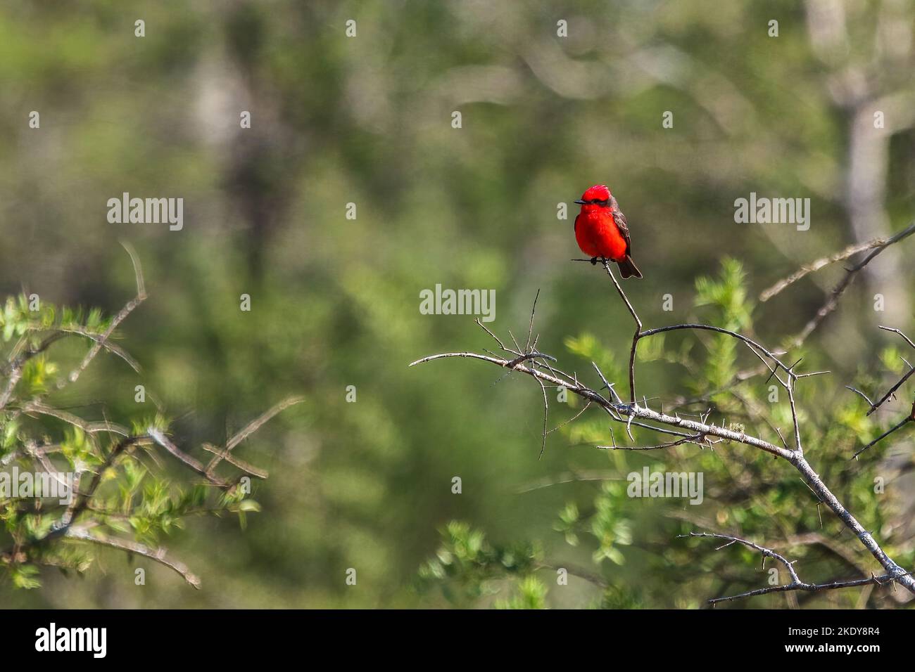 Robin red background hi-res stock photography and images - Alamy