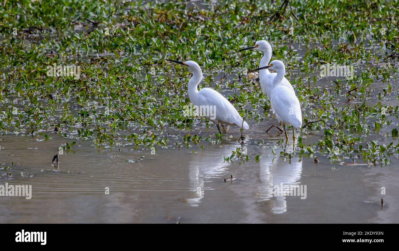 Three white big egrets in the water surrounded by grass looking for ...