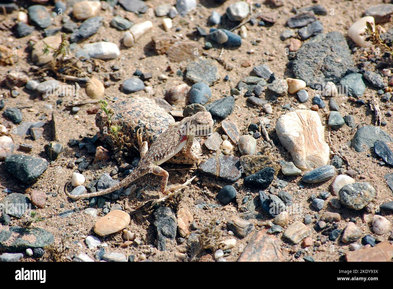 The Saissan toad-headed agama (phrynocephalus melanurus) on the ground ...