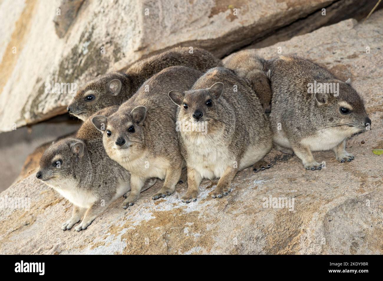 Gestation control hi-res stock photography and images - Alamy