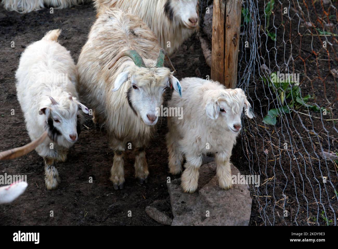 Three metal animals hi-res stock photography and images - Alamy