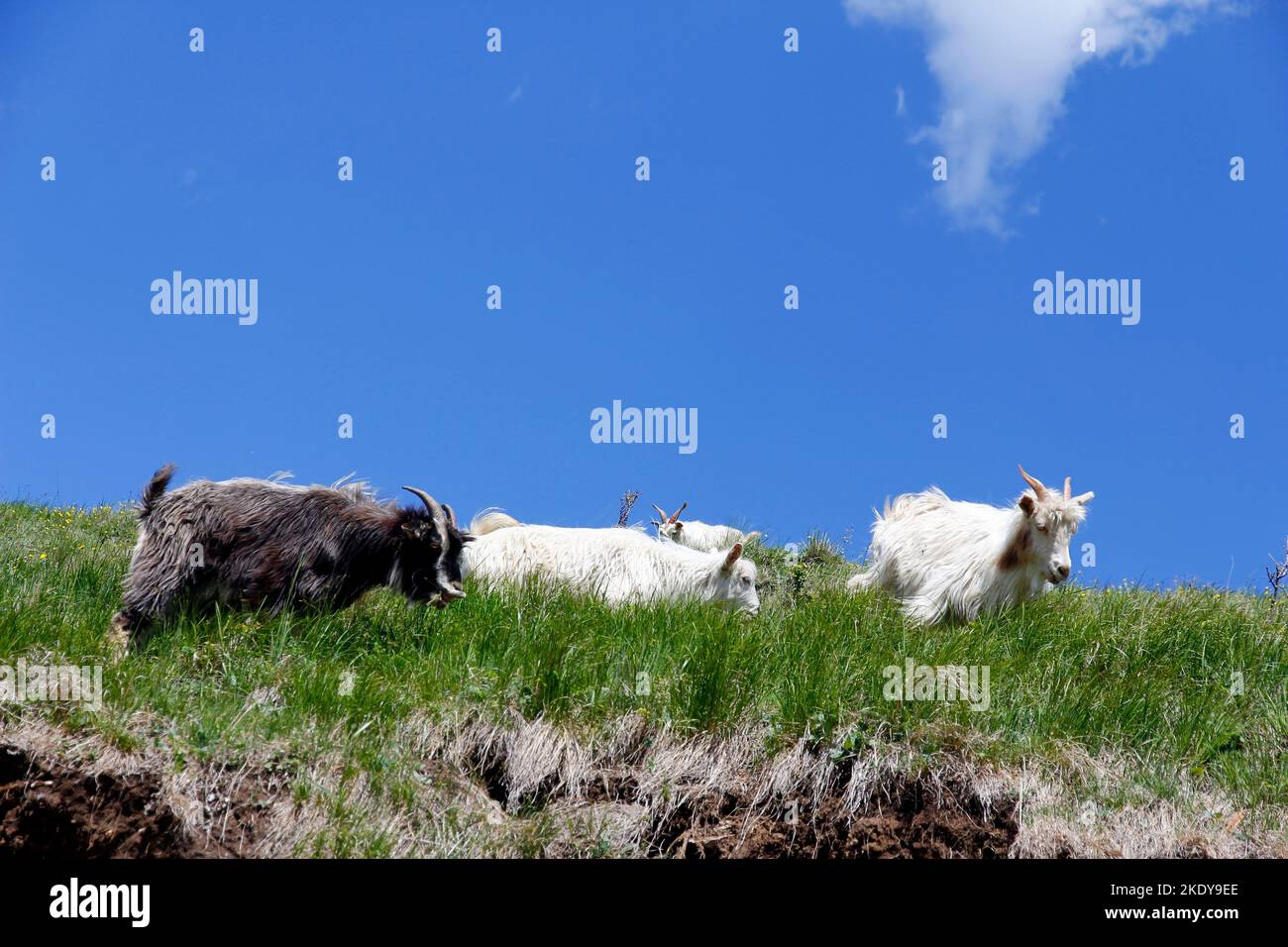 Changpa goats hi-res stock photography and images - Alamy