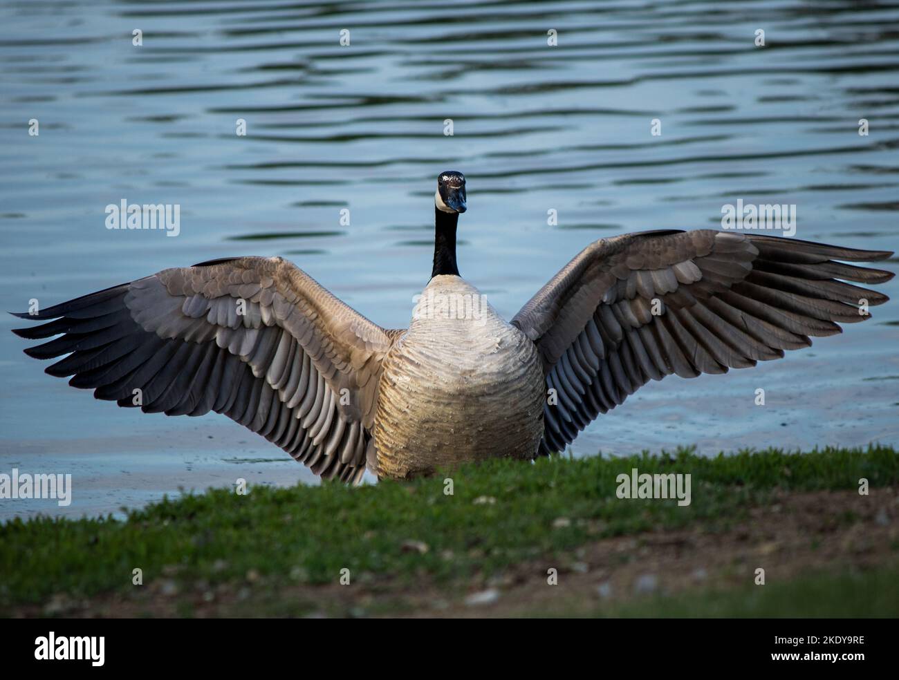 A single male goose with open wings near the lake Stock Photo - Alamy
