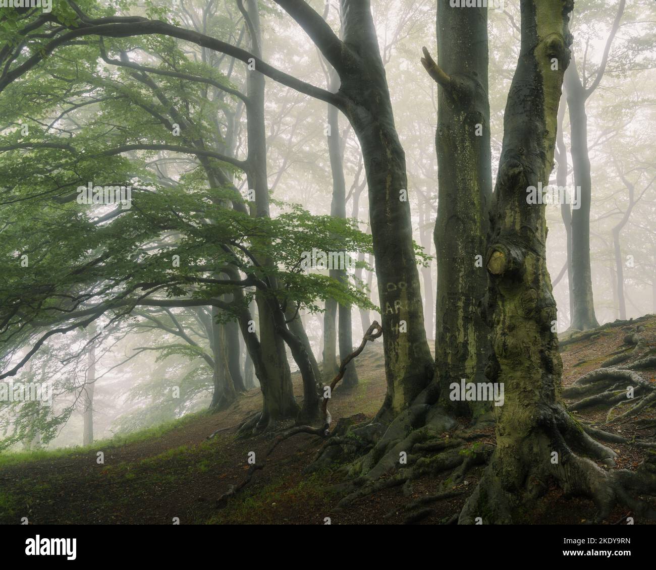The green trees in a forest for cool background Stock Photo - Alamy