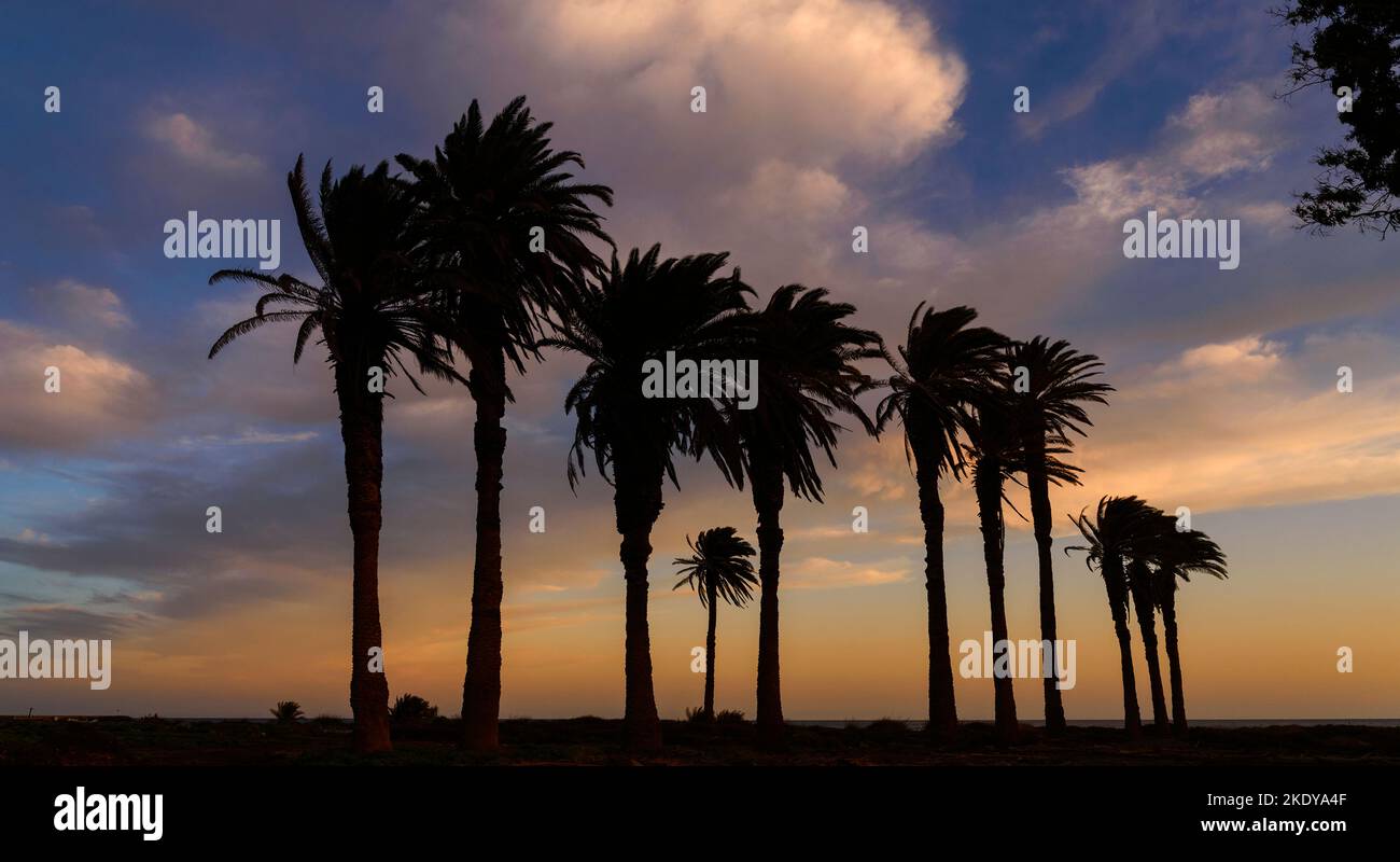Panoramic sunset view palm hi-res stock photography and images - Alamy