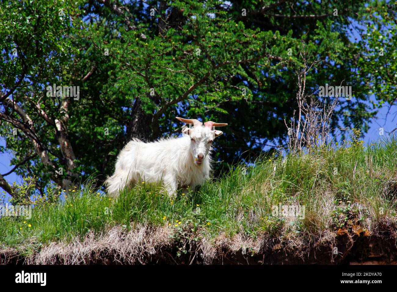 Cashmere goat not goats hi-res stock photography and images - Alamy