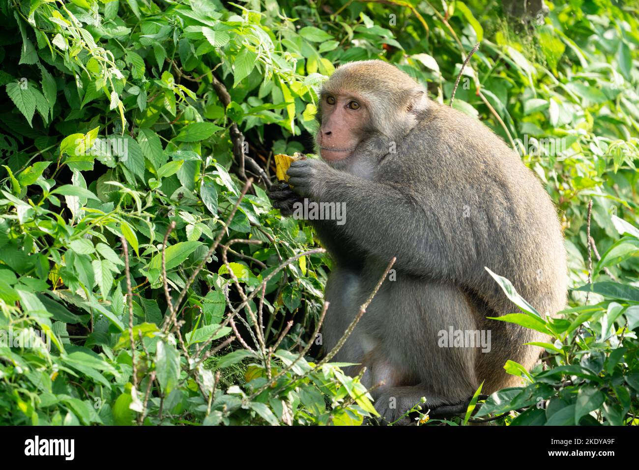 Wild Formosan macaque, Formosan rock monkey also named Taiwanese ...
