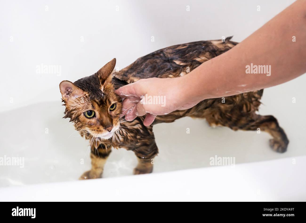 Funny bengal wet cat during bath. Cat washing Stock Photo - Alamy