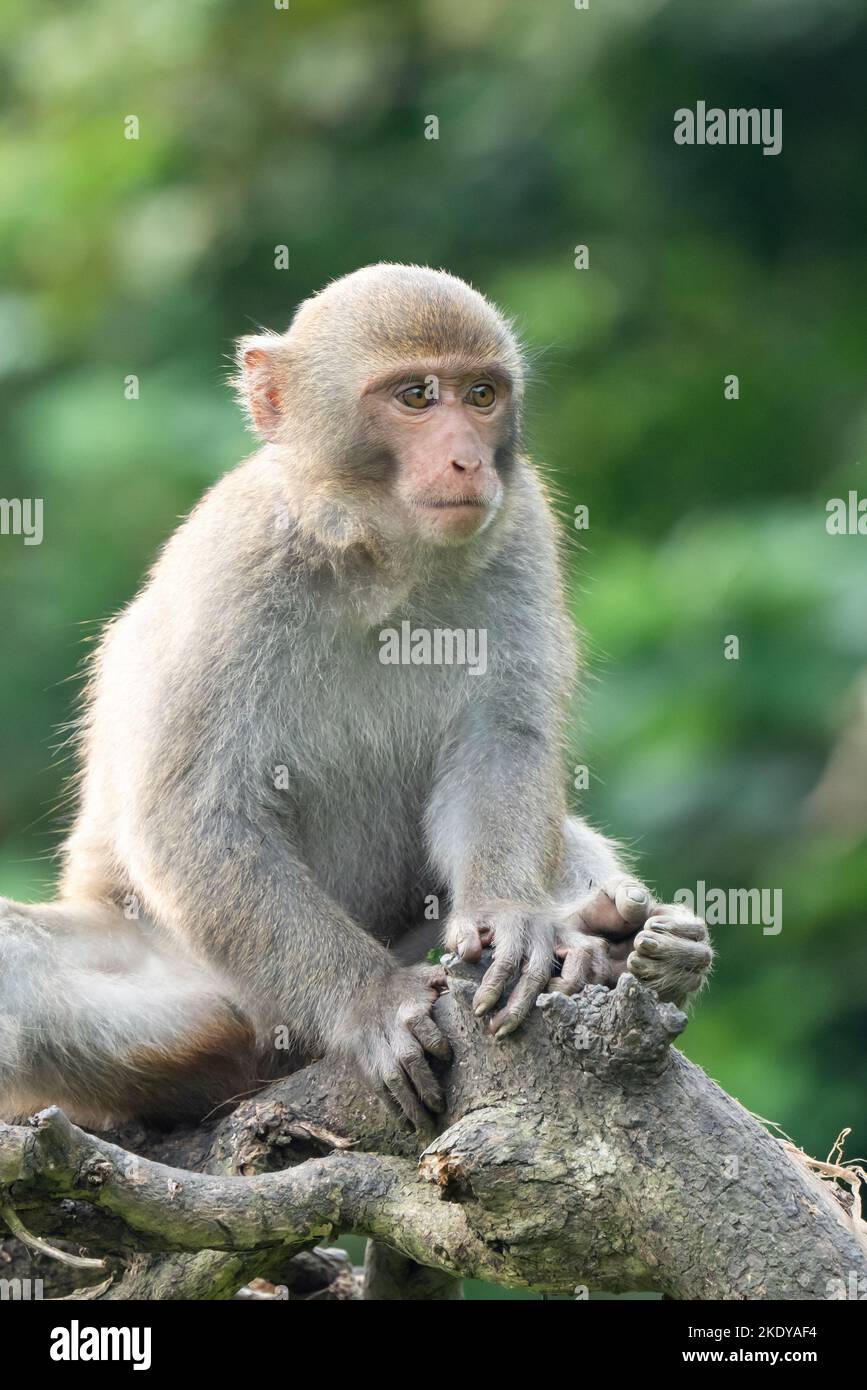 Wild Formosan macaque, Formosan rock monkey also named Taiwanese ...