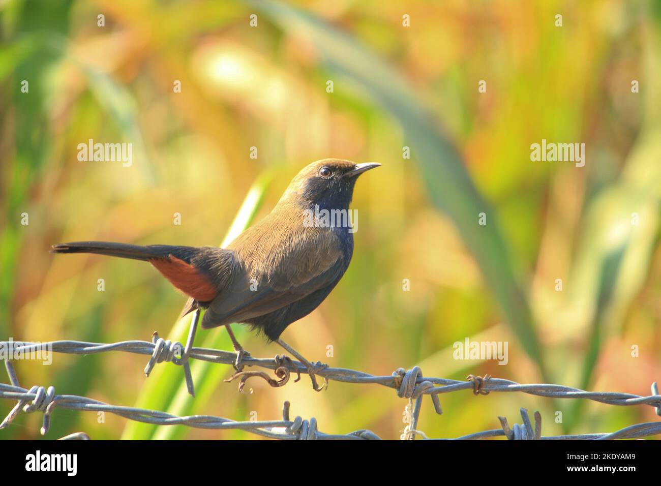 A closeup of a brown Indian robin perched on a barbed wire against the ...