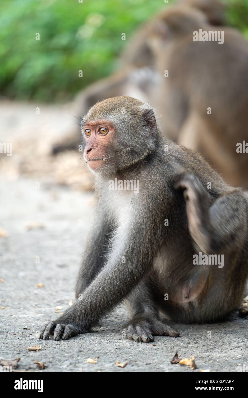 Wild Formosan macaque, Formosan rock monkey also named Taiwanese ...