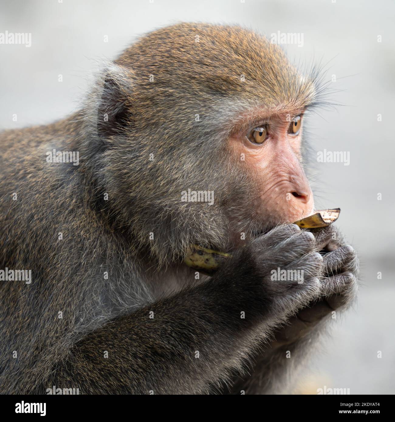 Wild Formosan macaque, Formosan rock monkey also named Taiwanese ...