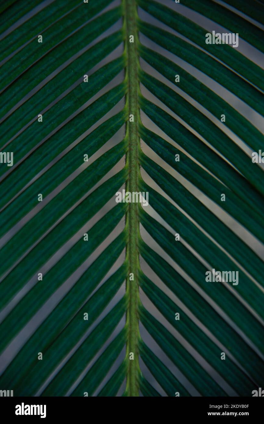 Symmetrical leaf hi-res stock photography and images - Alamy