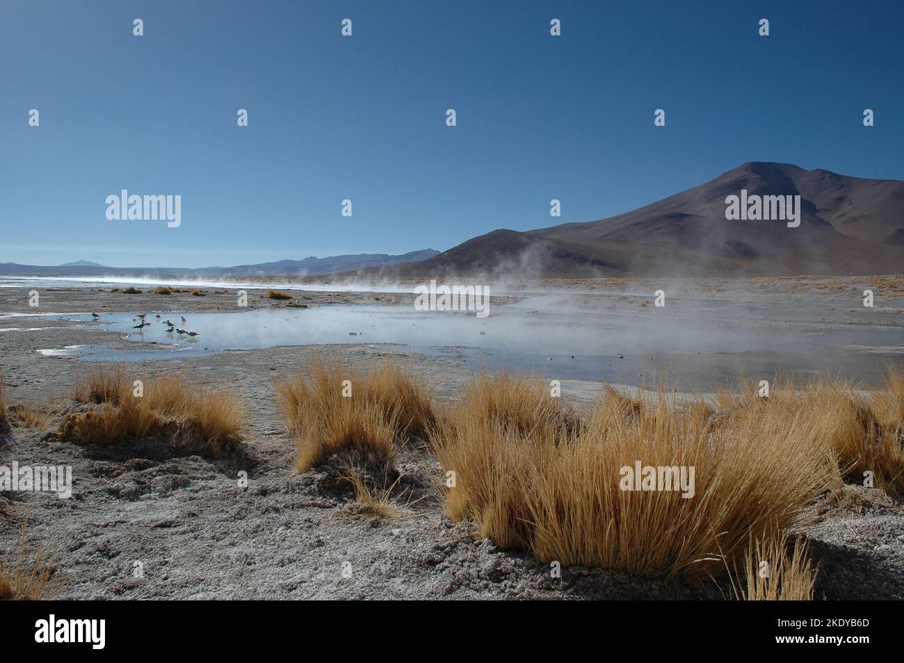 Geothermal Geyser atacama volcano hot steam water Stock Photo - Alamy