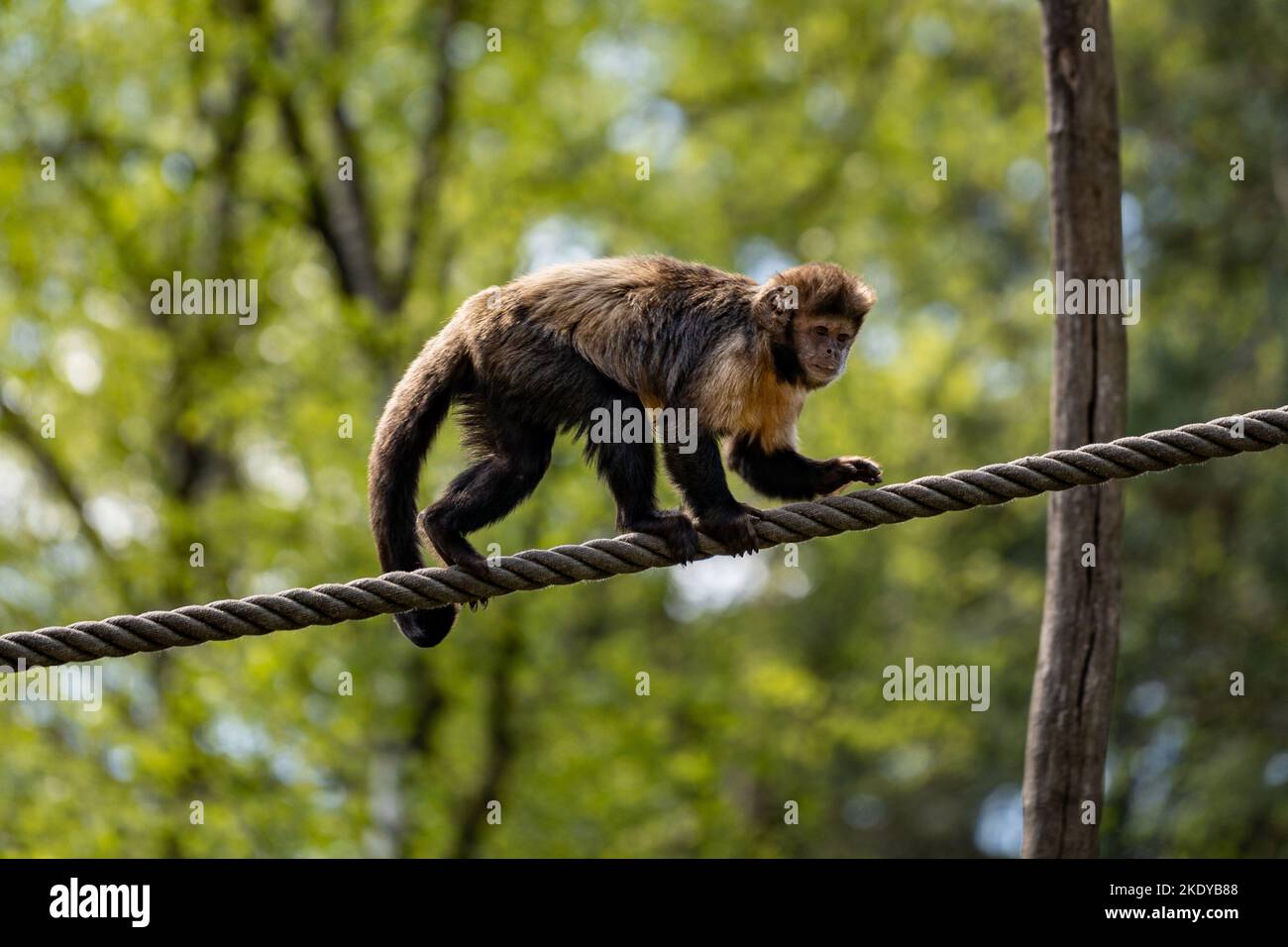 A golden-bellied capuchin (Sapajus xanthosternos) at the zoo Stock ...