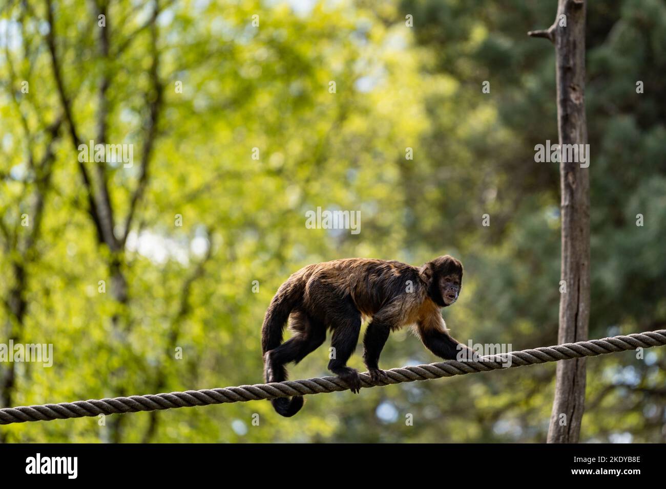 A golden-bellied capuchin (Sapajus xanthosternos) at the zoo Stock ...