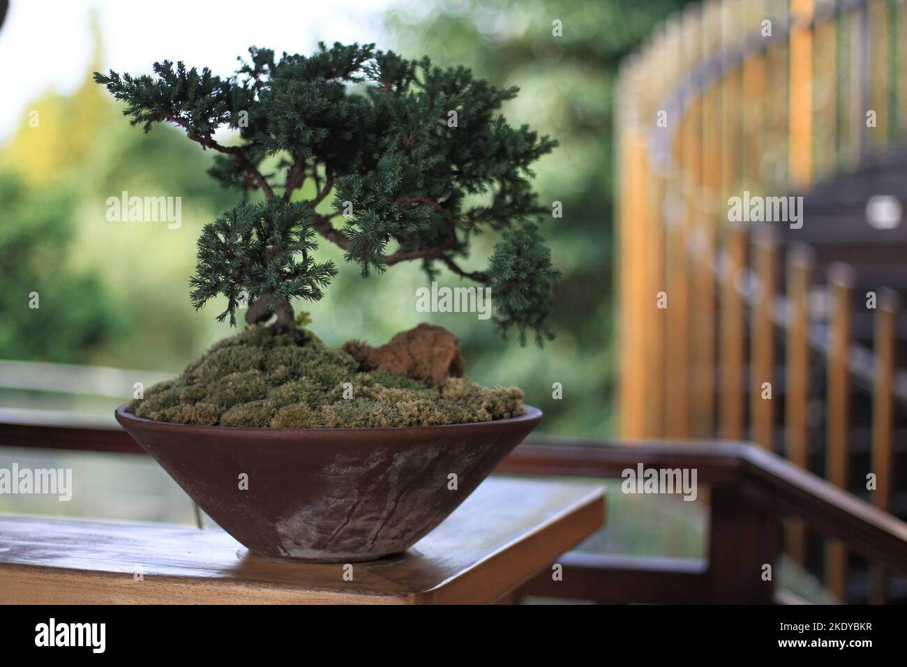 Bonsai tree display hi-res stock photography and images - Alamy