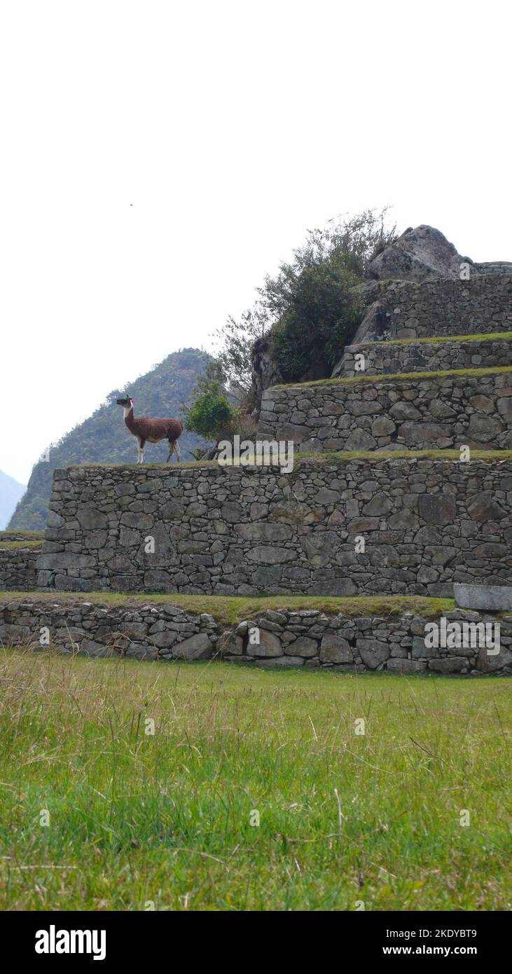 machu picchu civilisation famous ancient unesco culture peru Stock ...