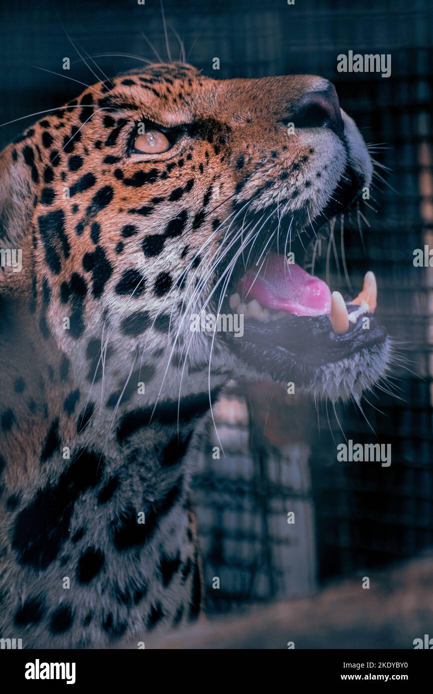 An angry Amur leopard roaring and looking sharp inside a cage Stock ...