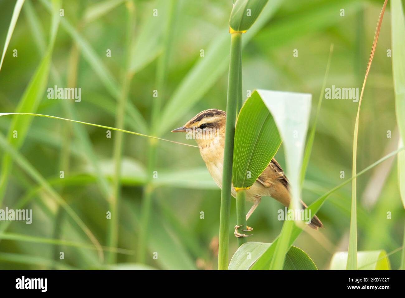 Mace sedge hi-res stock photography and images - Alamy