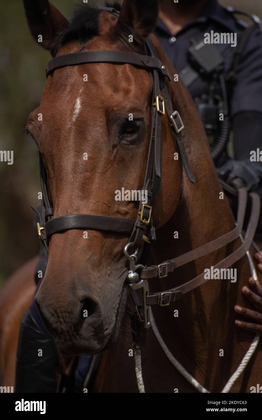 Standardbred horse hi-res stock photography and images - Alamy