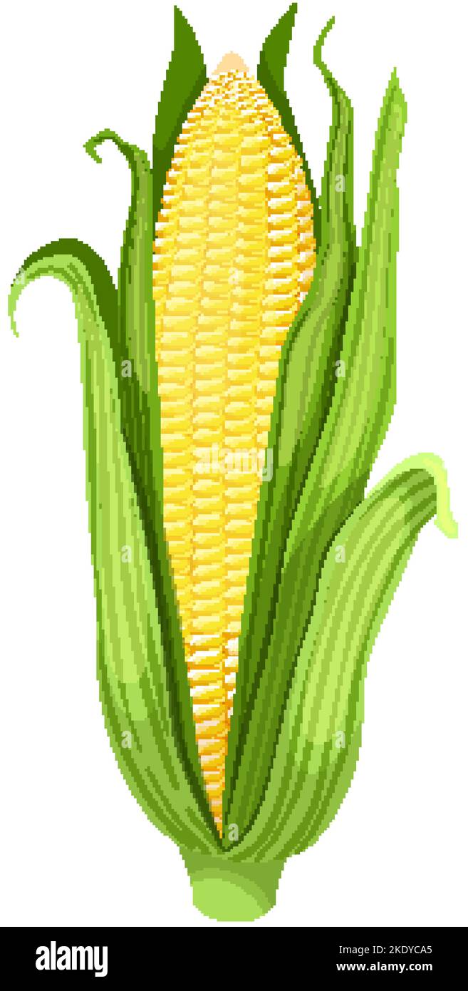 corn maize cartoon vector illustration Stock Vector Image & Art - Alamy