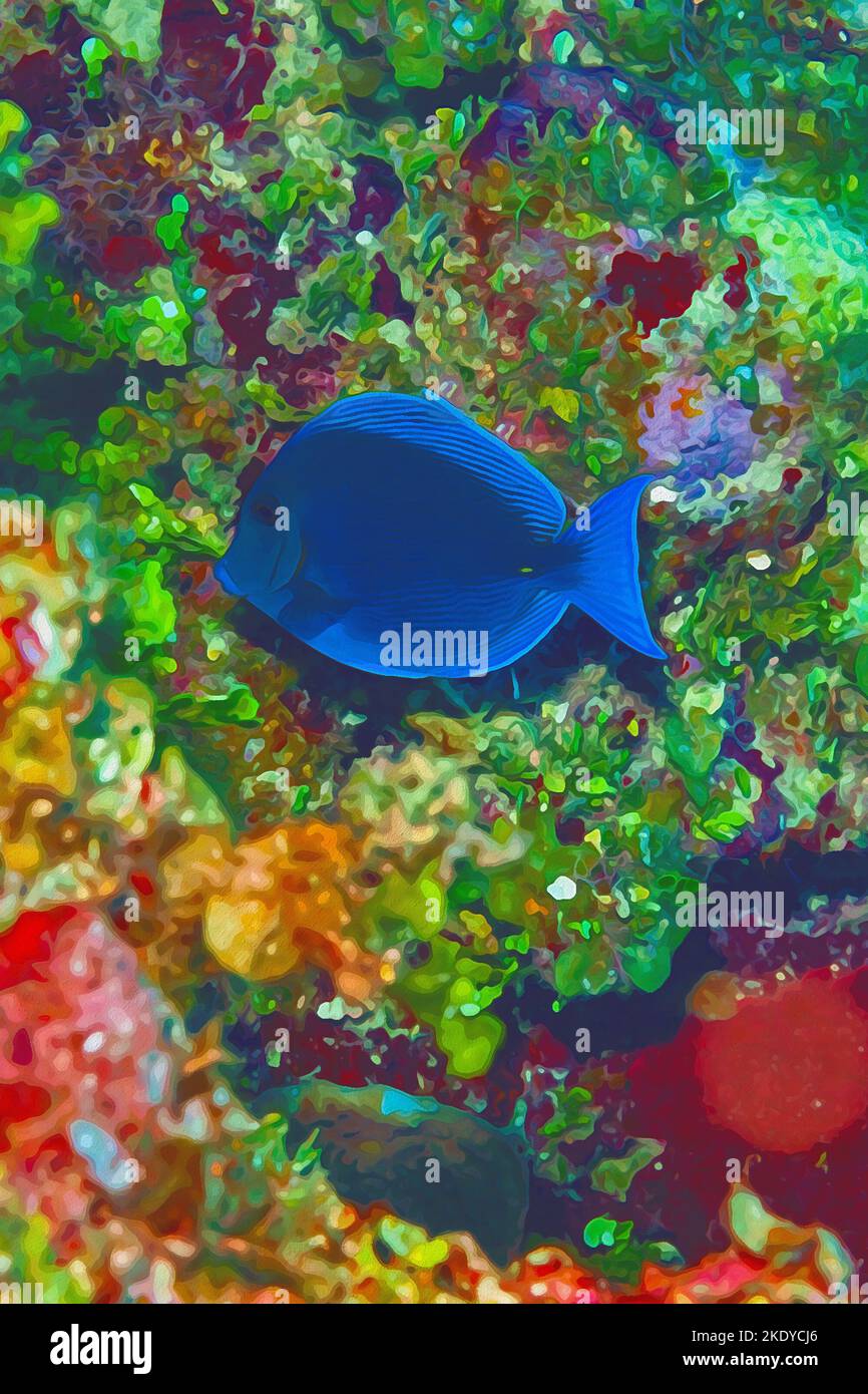 Digitally created watercolor painting of a Blue Tang fish feeding on ...
