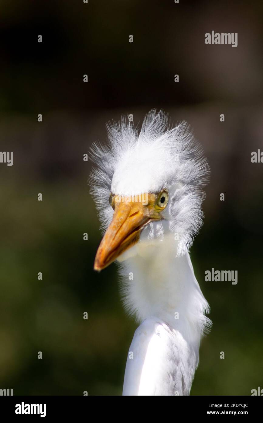 Hair like feathers hi-res stock photography and images - Alamy