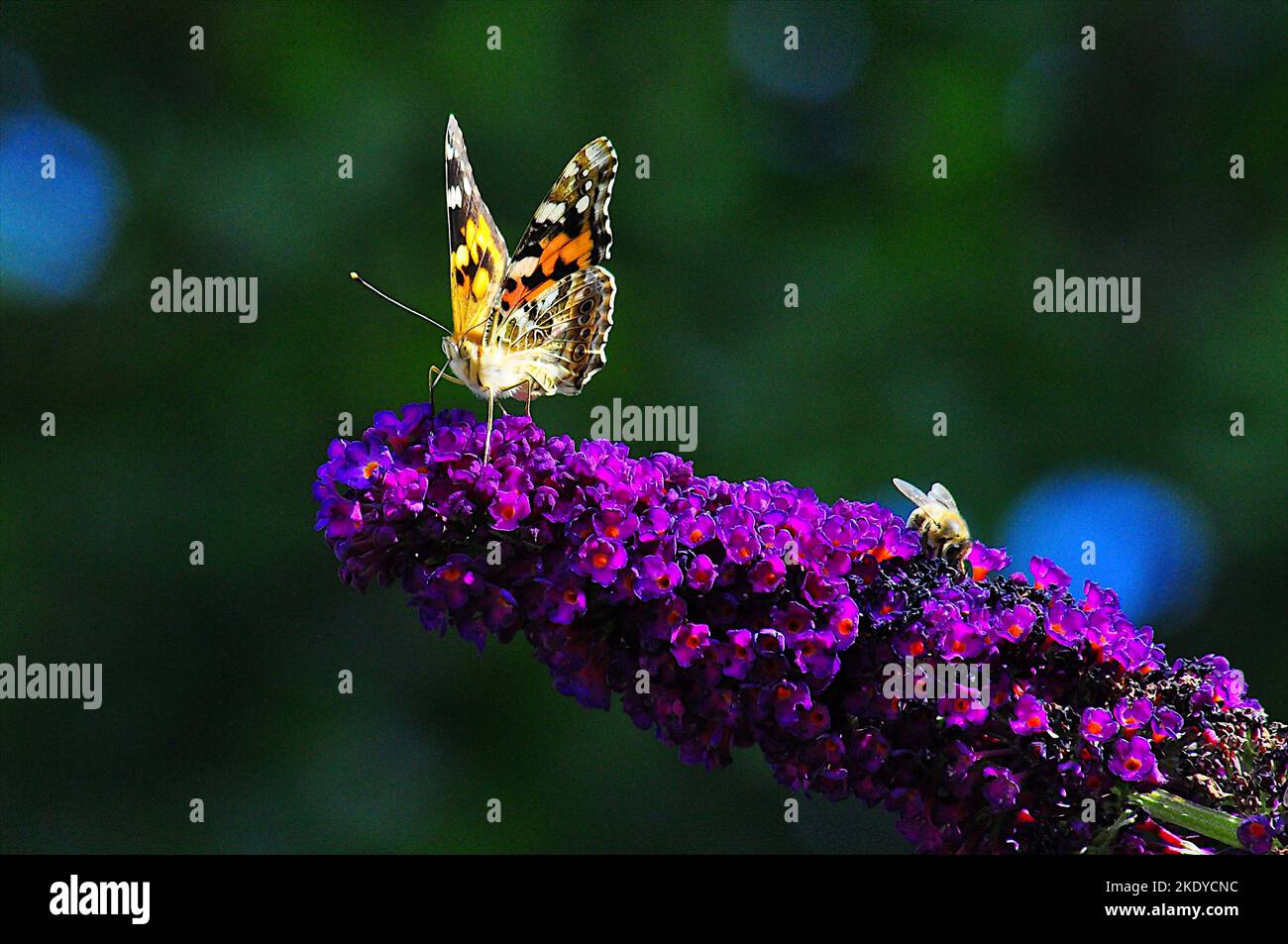 A butterfly and bee on Buddleia David flower against bokeh background ...