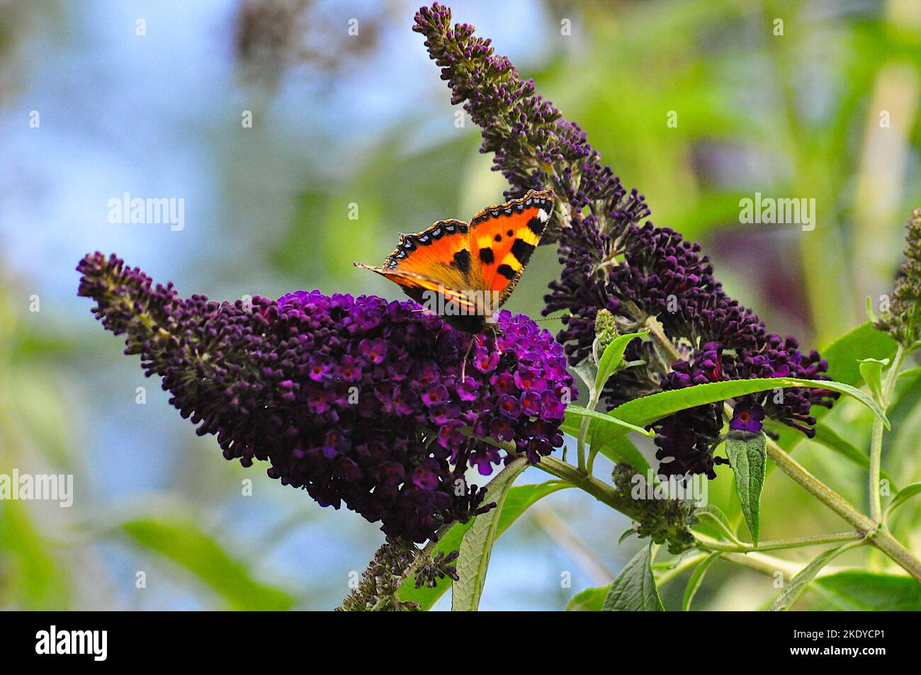 A butterfly on Buddleia David flower against blur background Stock ...