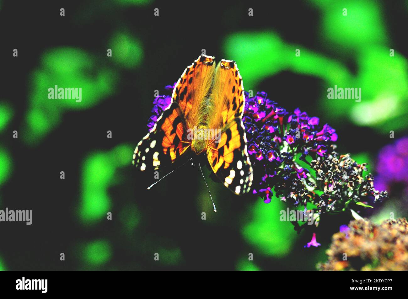 A butterfly on Buddleia David flower against blur background Stock ...
