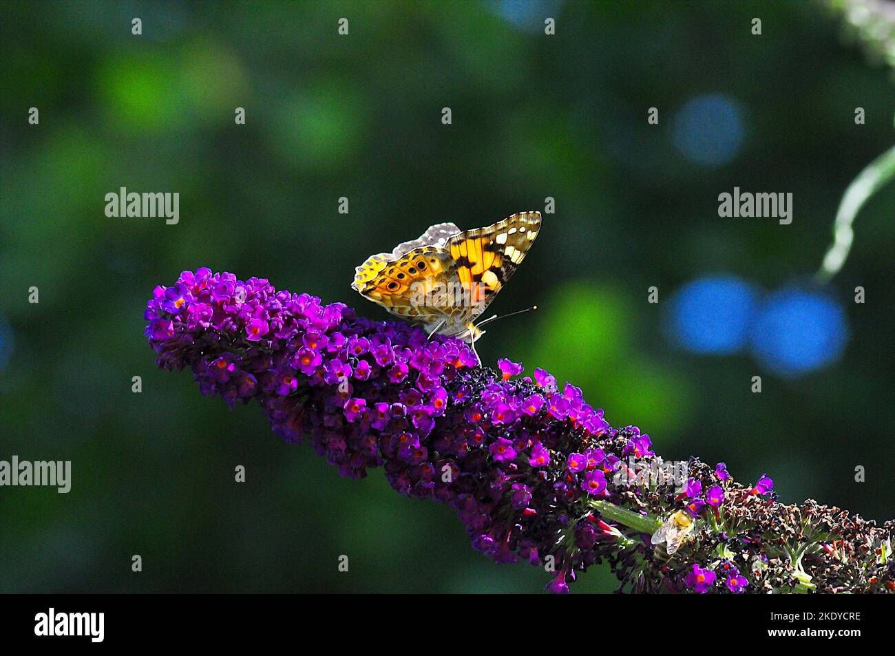 A butterfly on Buddleia David flower against bokeh background Stock ...