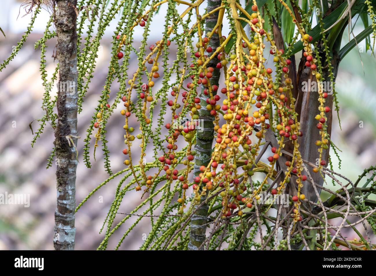 Berries of palm trees hi-res stock photography and images - Alamy