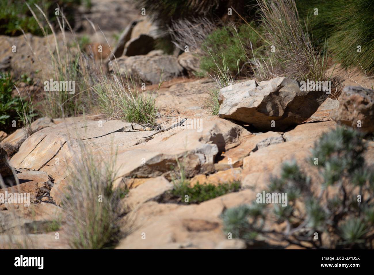 A landscape covered with rocks and weeds Stock Photo - Alamy