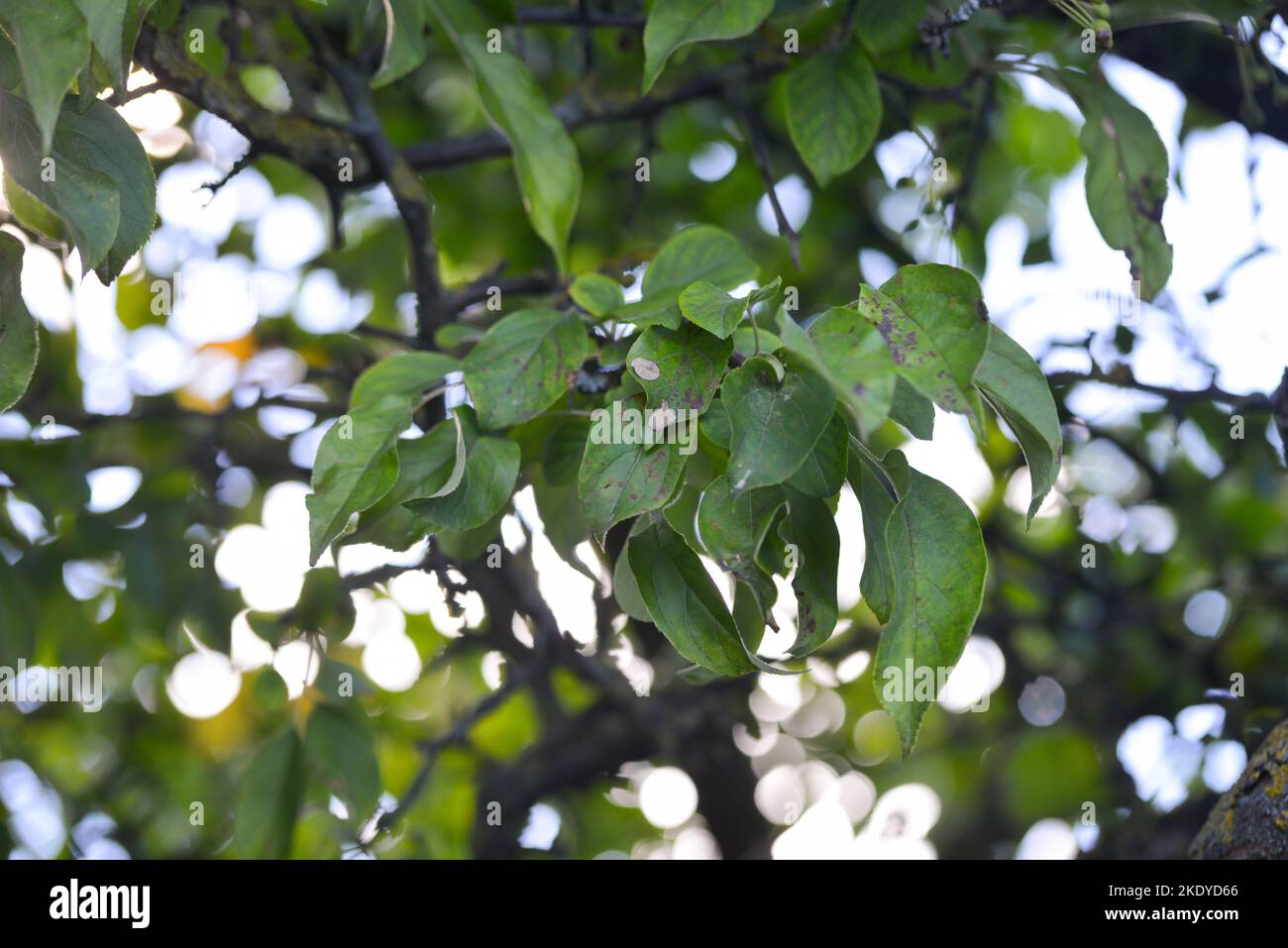 A Green leaves of a tree infected with a virus that causes black spots ...