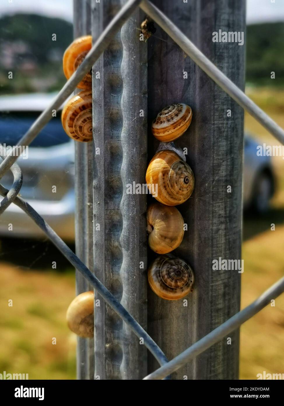 Stuck to a pole hi-res stock photography and images - Alamy