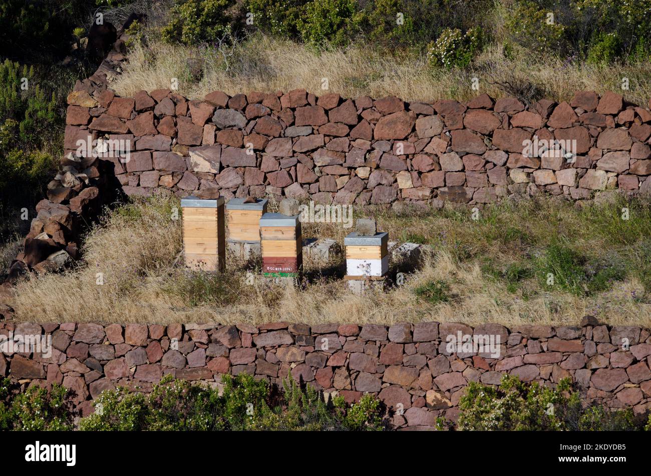 Mogan, May 29, 2018: Group of hives. Integral Natural Reserve of Inagua ...