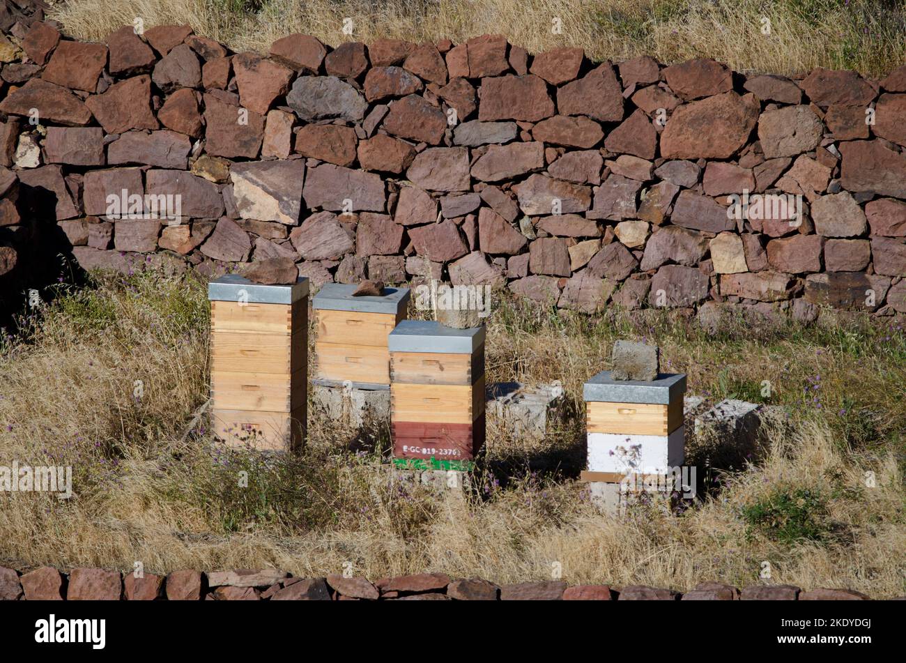 Mogan, May 29, 2018: Group of hives. Integral Natural Reserve of Inagua ...