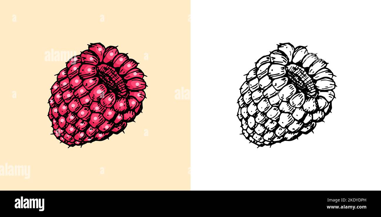 Raspberries in vintage style. Summer fruit. Berries. Engraved hand ...