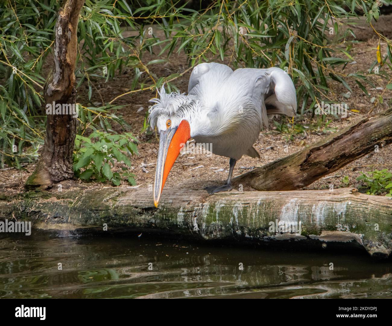 Dalmatian pelican (Pelecanus crispus) balances on one leg above the ...