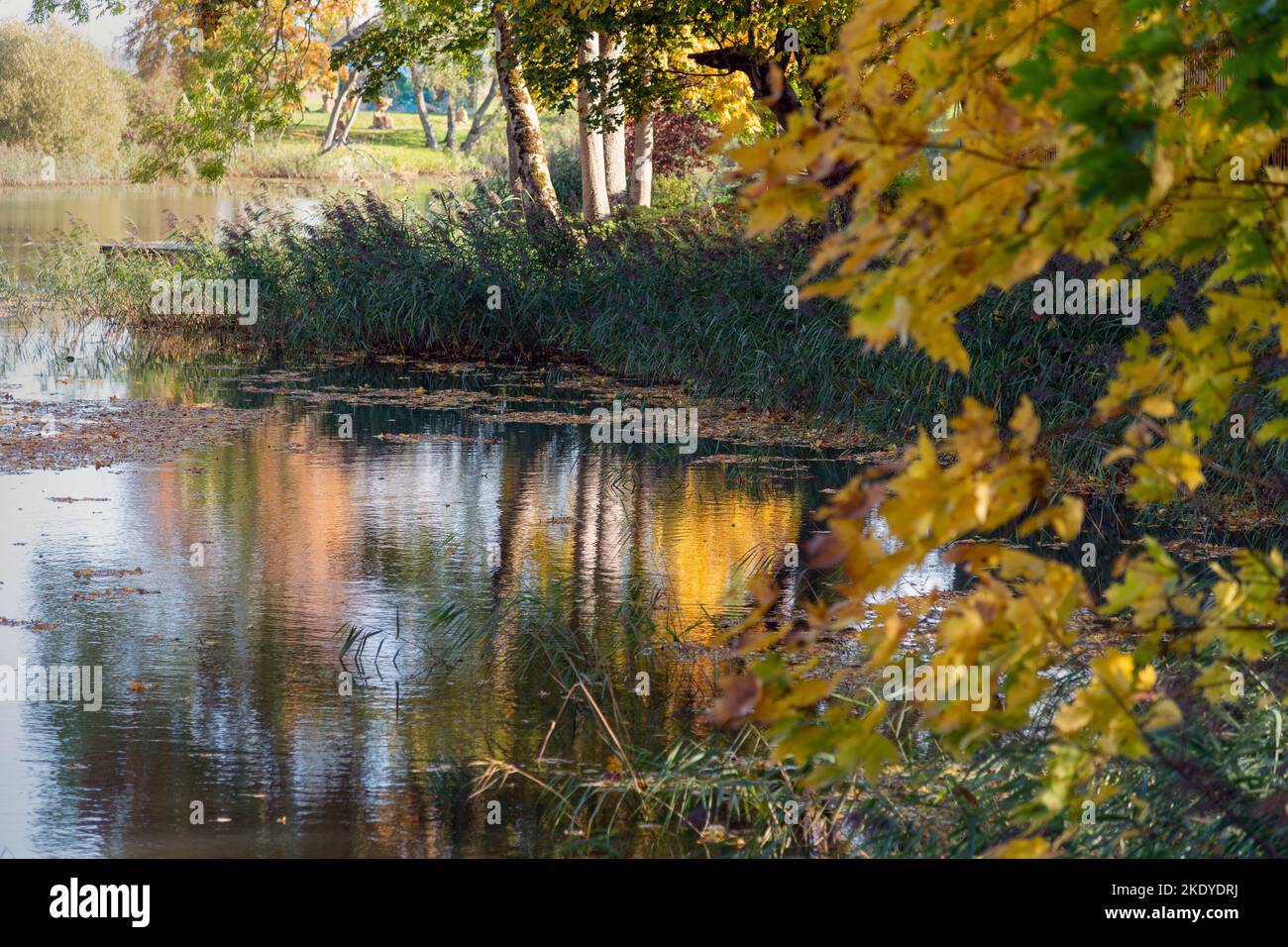 Trees at water in autumn time Stock Photo - Alamy
