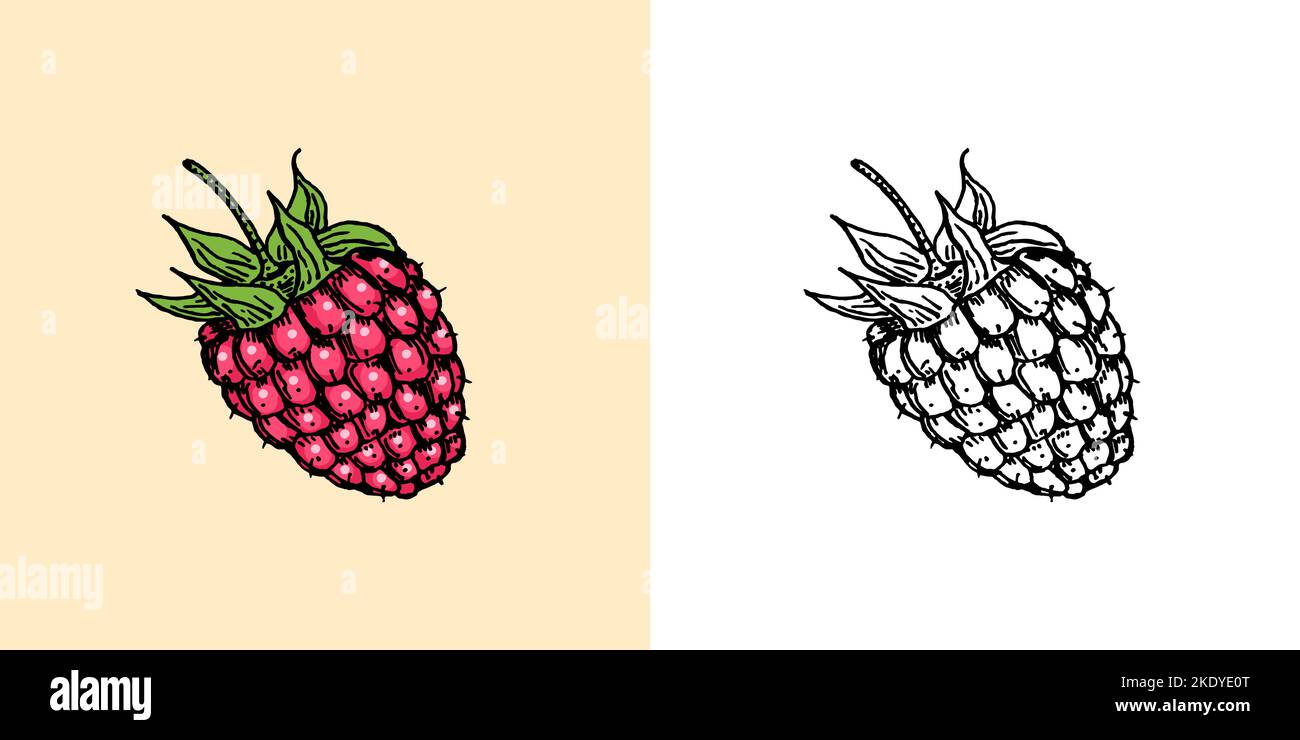 Raspberries in vintage style. Summer fruit. Berries. Engraved hand ...